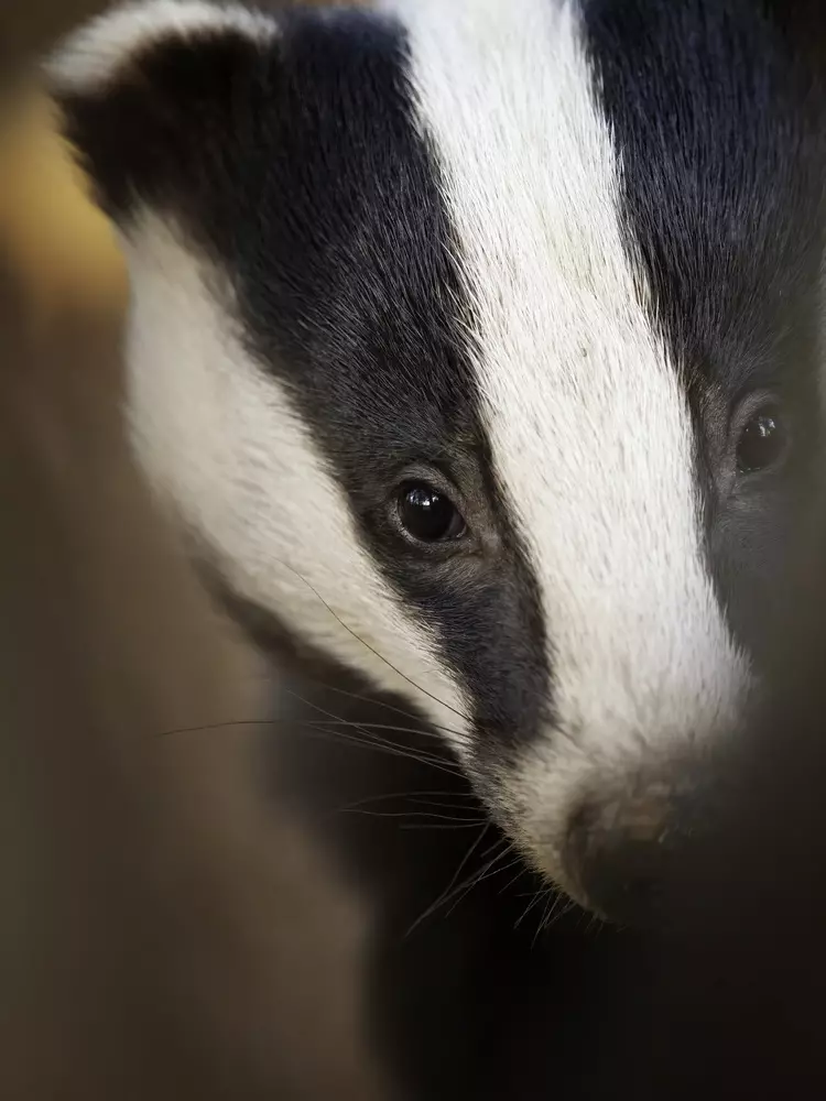 We interviewen Tesni Ward, een van de toonaangevende natuurfotografen van het VK 4157_2