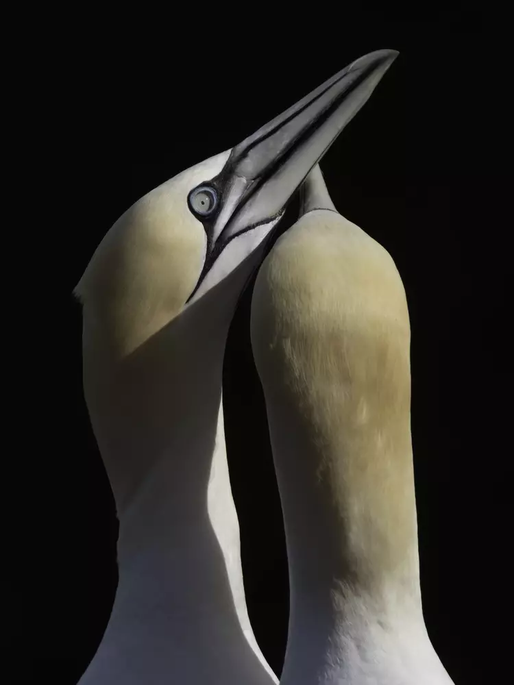 We interviewen Tesni Ward, een van de toonaangevende natuurfotografen van het VK 4157_4