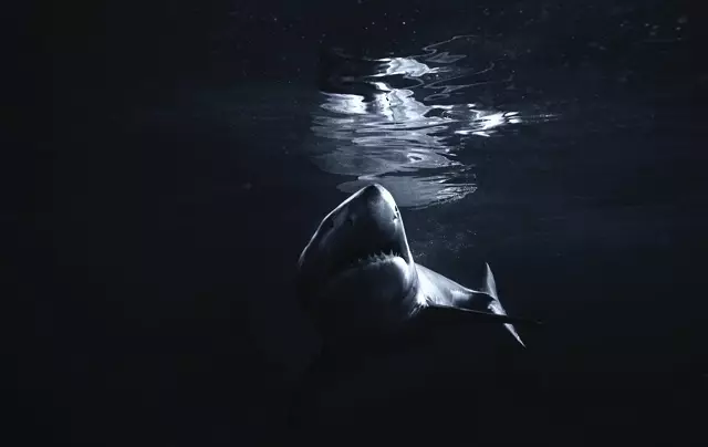 Майкл Мюллер фотографує великих білих акул у середньому форматі для фільму «В оці акули» 43991_1