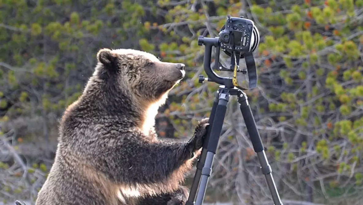 Κάμερα Vs. Wild: The Damage Waiver Bearly Covered This One