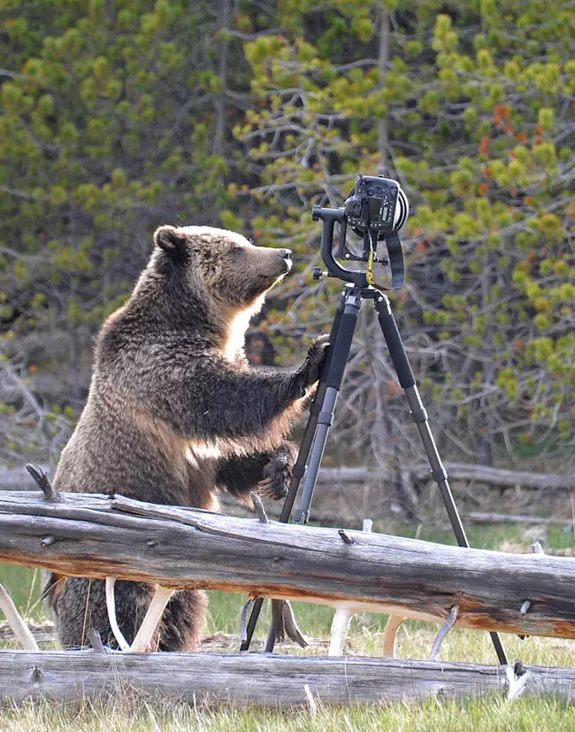 Fotocamera vs. Wild: The Damage Waiver Bearly ha coperto questo 446517_1