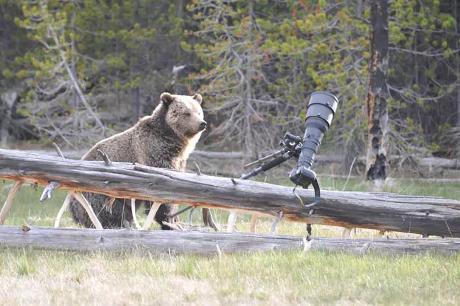 Kamera vs. Wild: Damage Waiver Bearly peitti tämän 446517_2