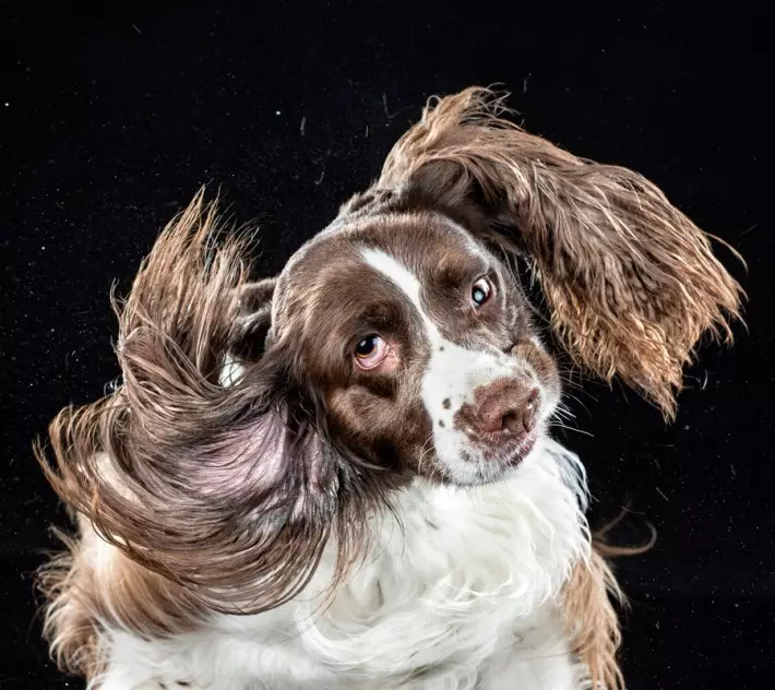 Carli Davidson Pet Photography