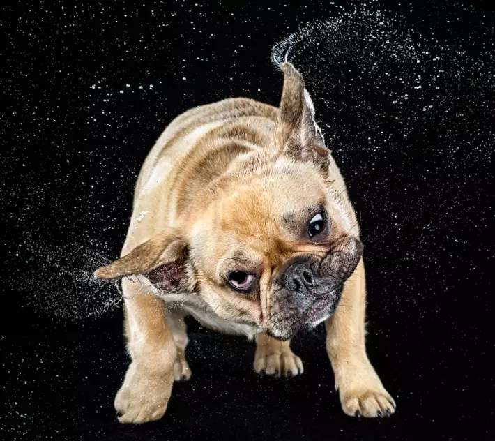 Carli Davidson Pet Photography