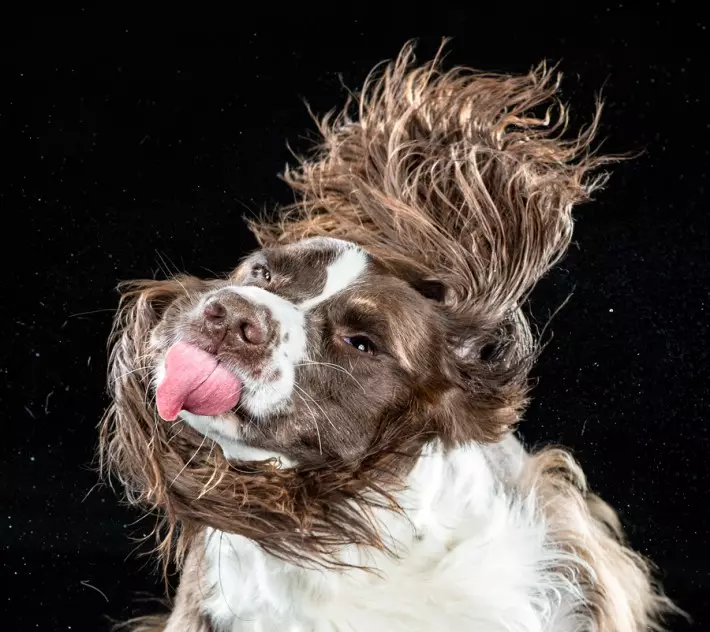 Carli Davidson Pet Photography