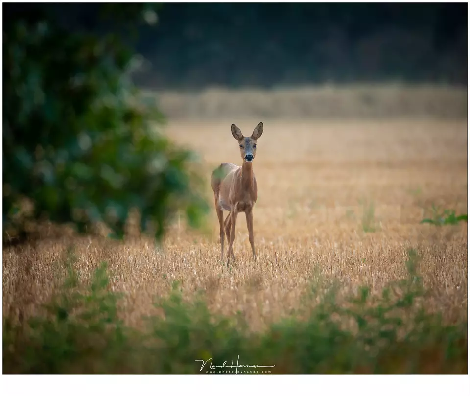 Tieħu gost Bil-Canon EF 800mm f/5.6L għal Waqt Qasir 449318_10