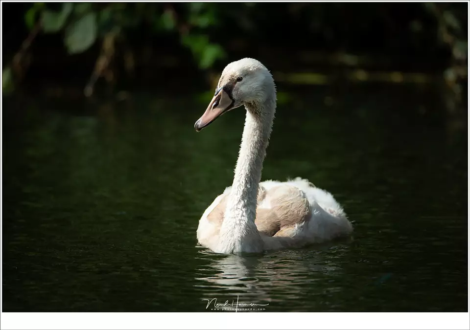 Distrează-te cu Canon EF 800mm f/5.6L pentru o scurtă perioadă 449318_13