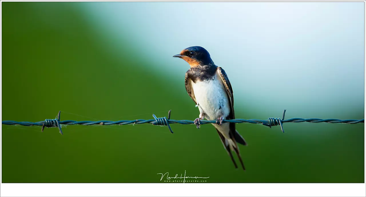 Tieħu gost Bil-Canon EF 800mm f/5.6L għal Waqt Qasir 449318_14