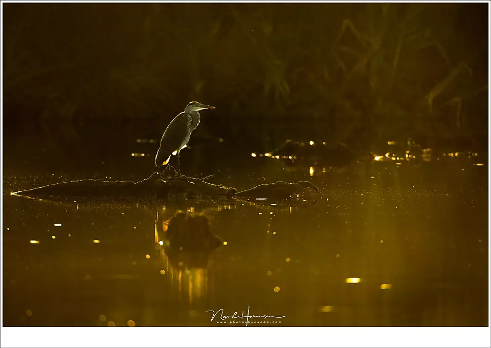 Tieħu gost Bil-Canon EF 800mm f/5.6L għal Waqt Qasir 449318_16