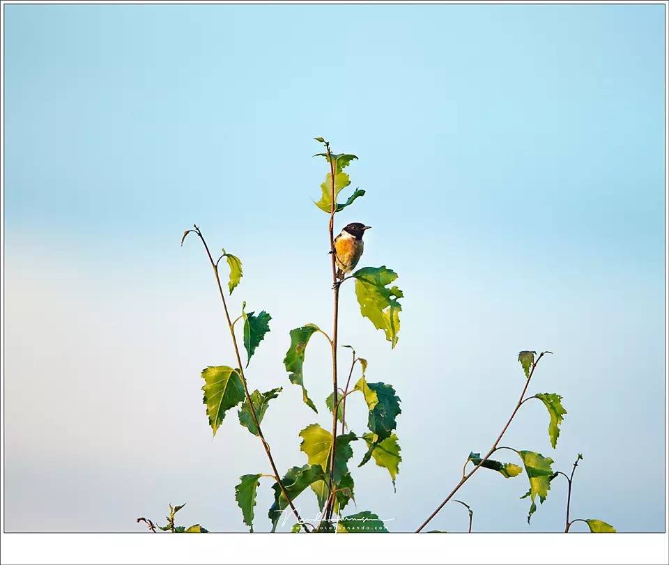 Tieħu gost Bil-Canon EF 800mm f/5.6L għal Waqt Qasir 449318_17