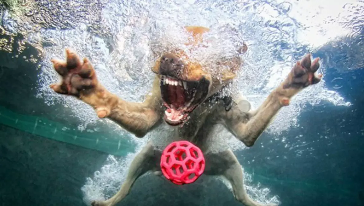 [Attēli] Pārtrauciet to, ko darāt, un paskatieties uz suņiem zem ūdens
