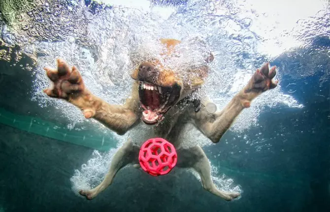 [صور] توقف عما تفعله وانظر إلى الكلاب تحت الماء 457295_1