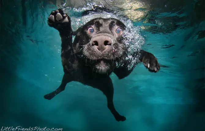[તસવીરો] તમે જે કરી રહ્યાં છો તે રોકો અને પાણીની અંદરના કૂતરાઓને જુઓ 457295_3