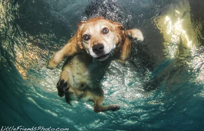 [Pics] Ngừng việc bạn đang làm và nhìn chó dưới nước 457295_4