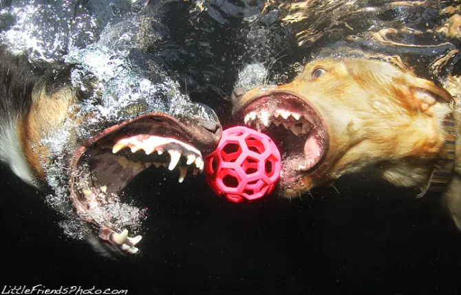 [תמונות] תפסיק עם מה שאתה עושה ותסתכל על כלבים מתחת למים 457295_5