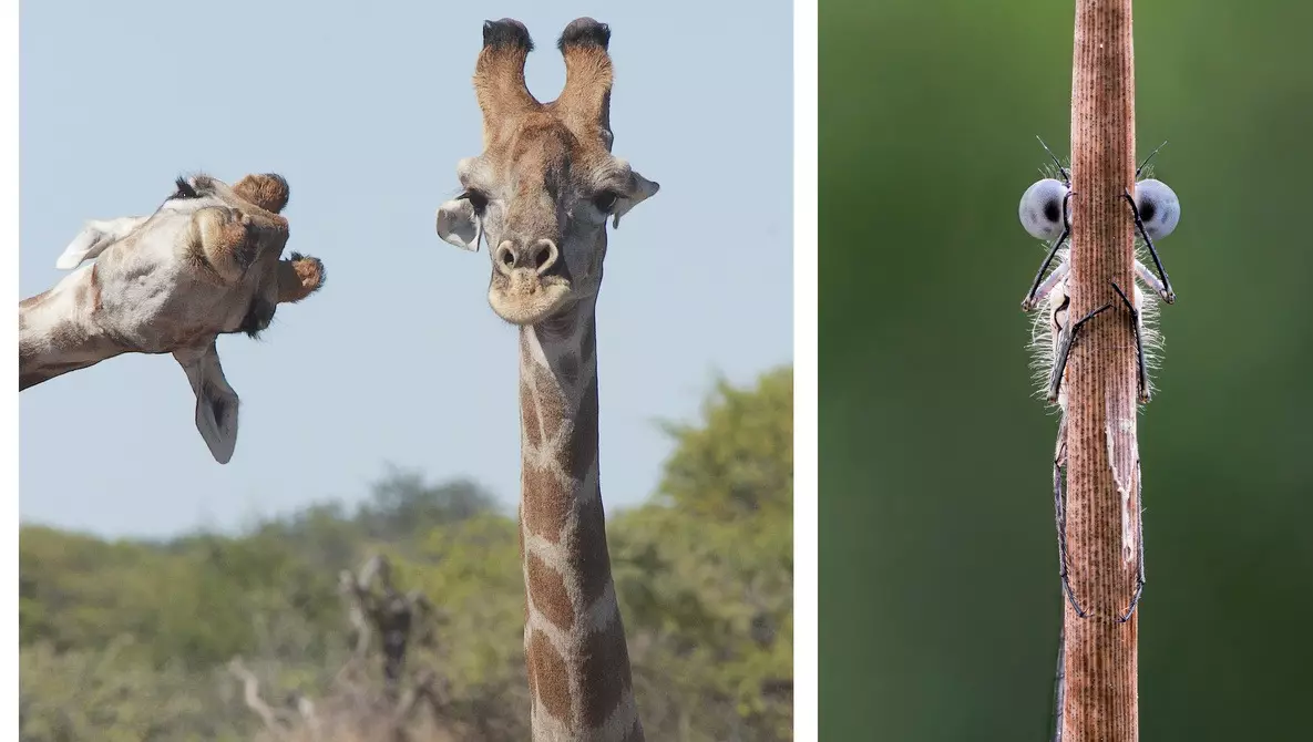 Comedy Wildlife Photography Awards 2020 Finalists Tshaj Tawm: Cov no lom zem heev!