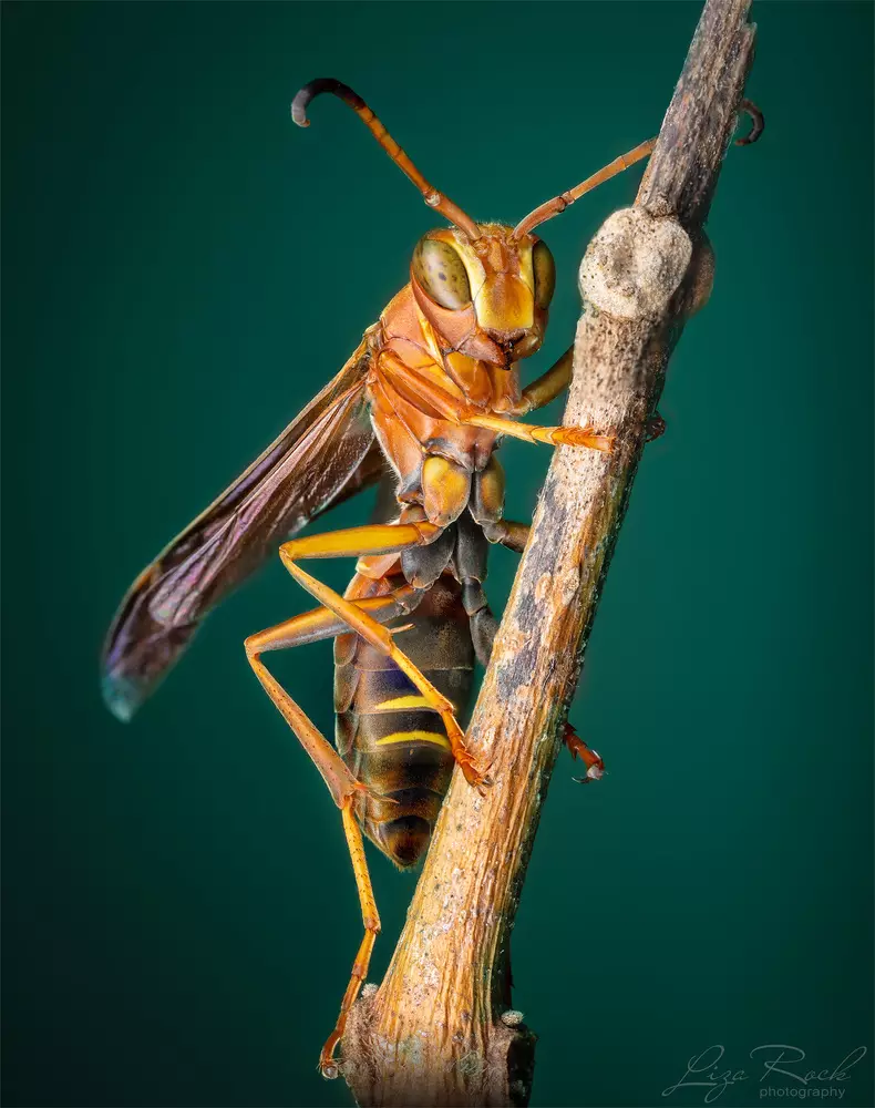 Vijf tips voor het maken van betere macrofotografie 4822_4