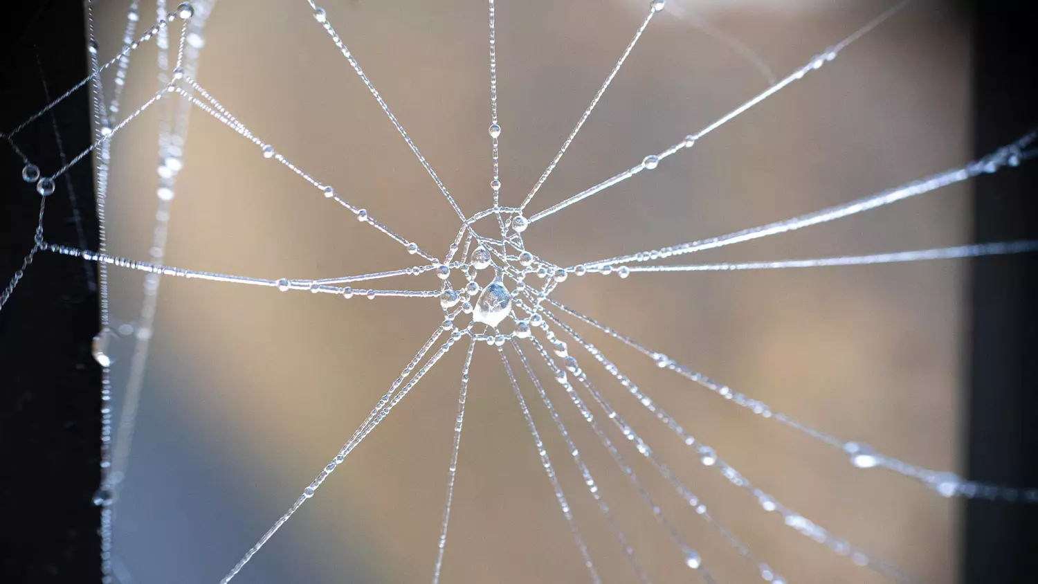 Izmantojiet miskasti, lai izveidotu makro fotogrāfiju fonus 4937_2