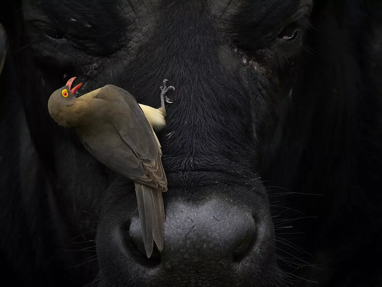 Comment la technologie révolutionne la photographie animalière 5773_1