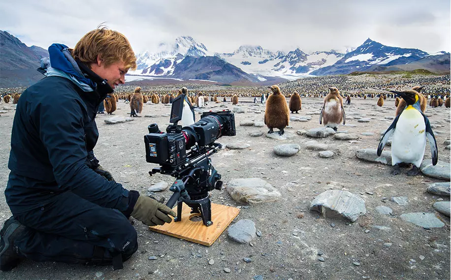 Kif National Geographic u l-filmmaker tal-BBC Bertie Gregory Jaqbad l-Imġieba tal-Annimali 5779_4