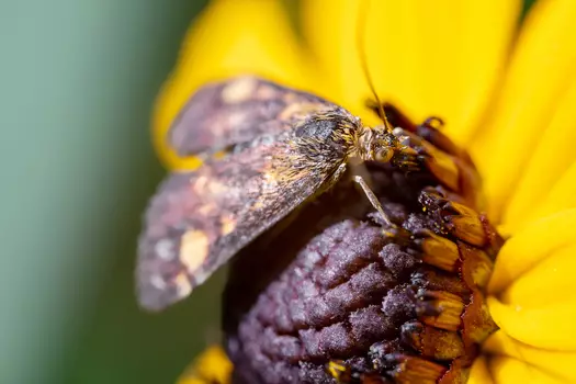 Fstoppers annab ülevaate Laowa 100 mm f/2.8 2:1 Ultra Macro objektiivist 6015_14