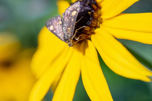 Fstoppers оглядає Laowa 100mm f/2.8 2:1 Ultra Macro Lens 6015_15