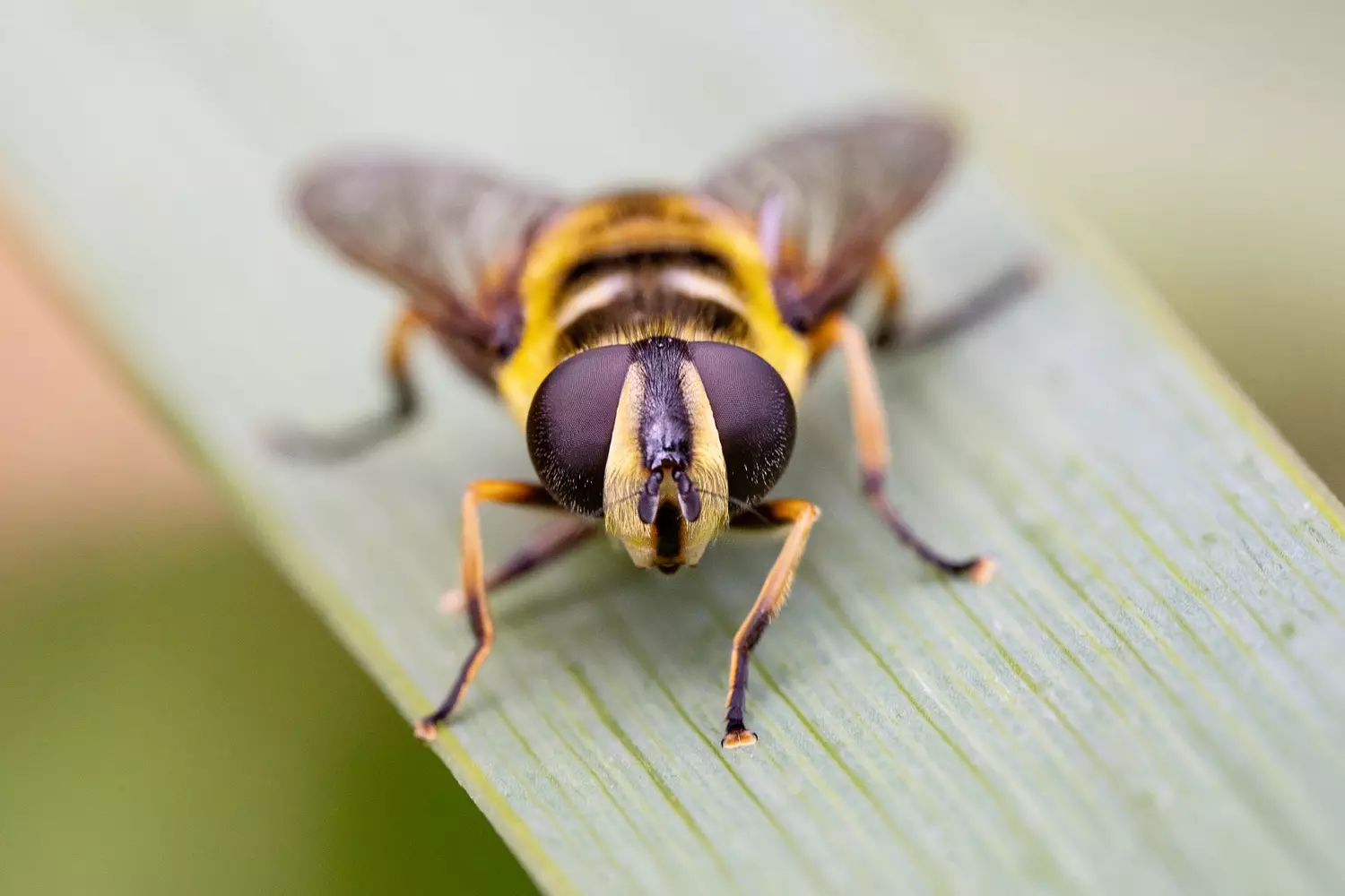 Fstoppers annab ülevaate Laowa 100 mm f/2.8 2:1 Ultra Macro objektiivist 6015_16