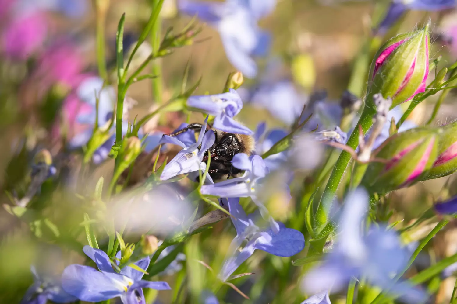 Fstoppers recenzira Laowa 100mm f/2.8 2:1 Ultra Macro objektiv 6015_5