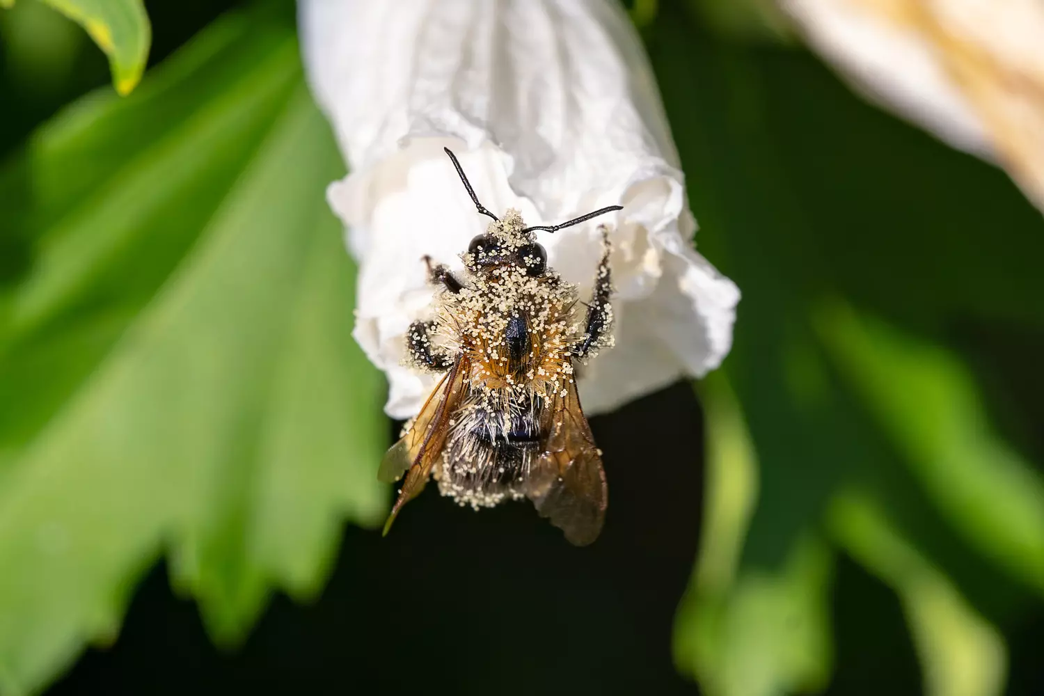 Fstoppers рецензии на Laowa 100mm f/2.8 2:1 Ultra Macro Lens 6015_9