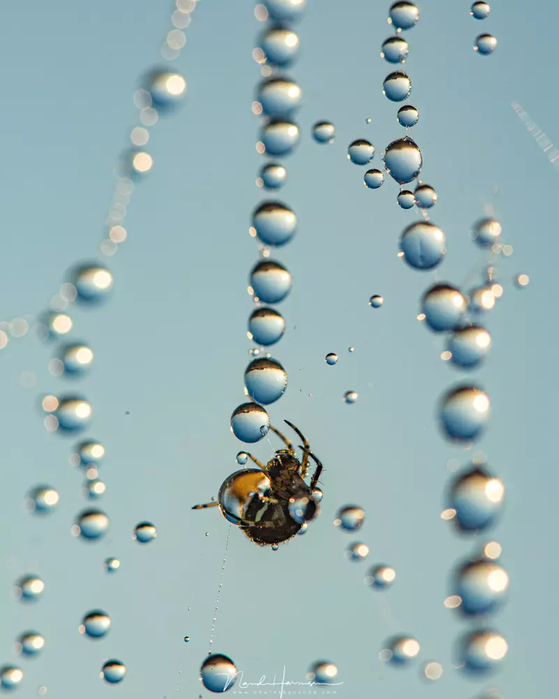 Lucrul cu un inel invers pentru fotografierea macro cu mărire mare 6016_1