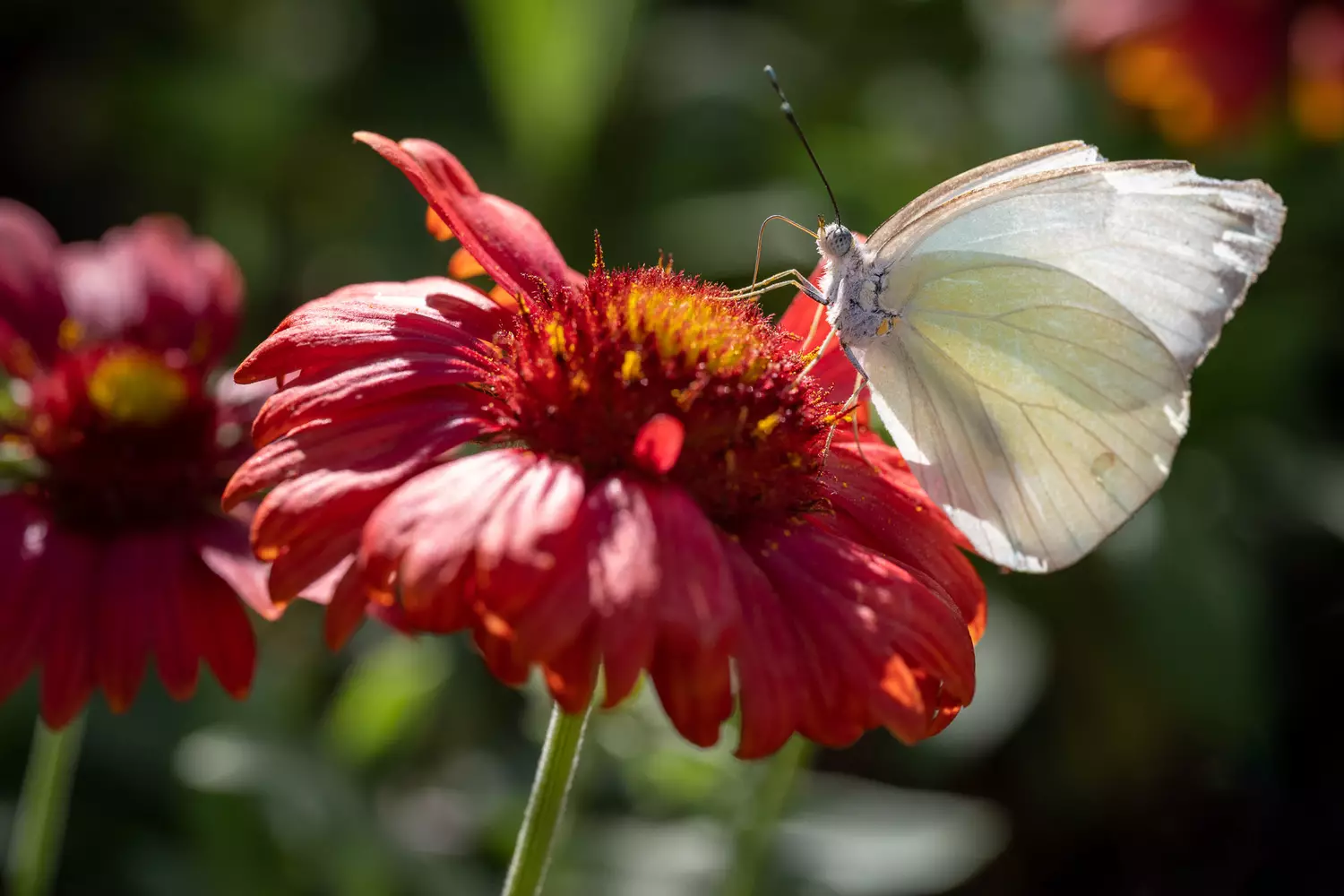 Apžvelgiame Nikon Z 105 mm makrokomandą: ar Nikon padarė saugų pasirinkimą? 6021_2