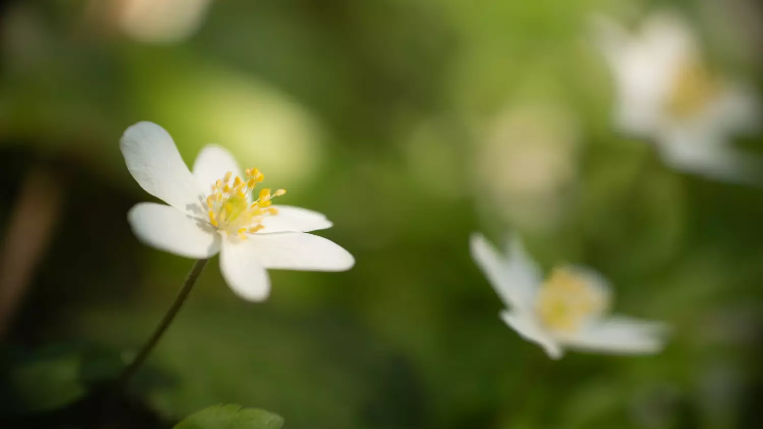 Wäert Macro Photography Iech e bessere Fotograf maachen? 6044_1