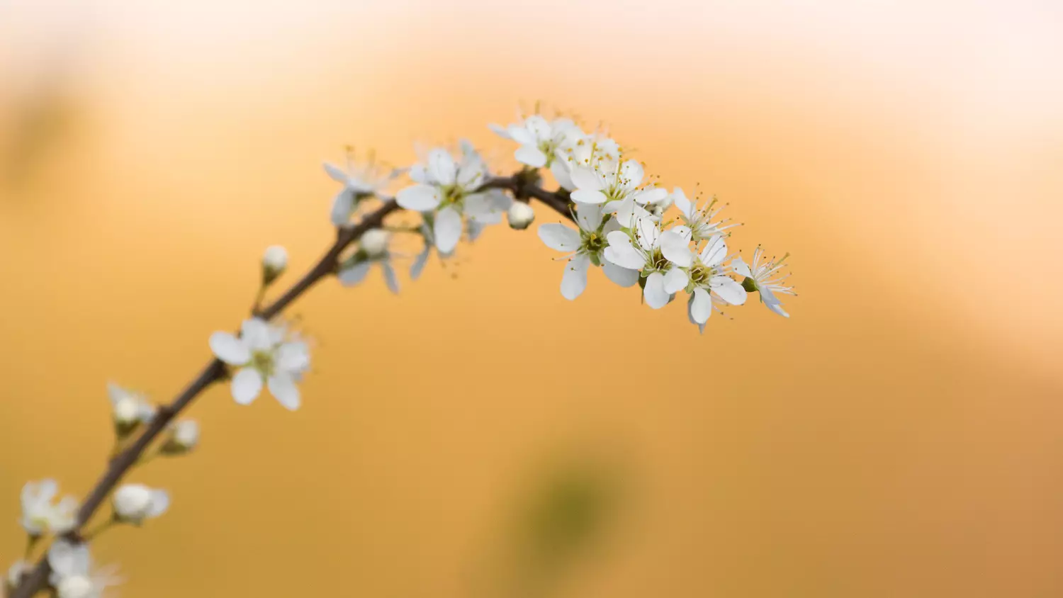 Wäert Macro Photography Iech e bessere Fotograf maachen? 6044_2