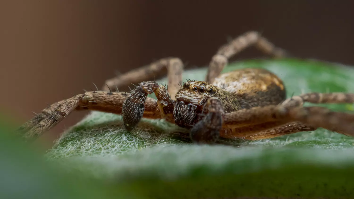 Wäert Macro Photography Iech e bessere Fotograf maachen? 6044_3