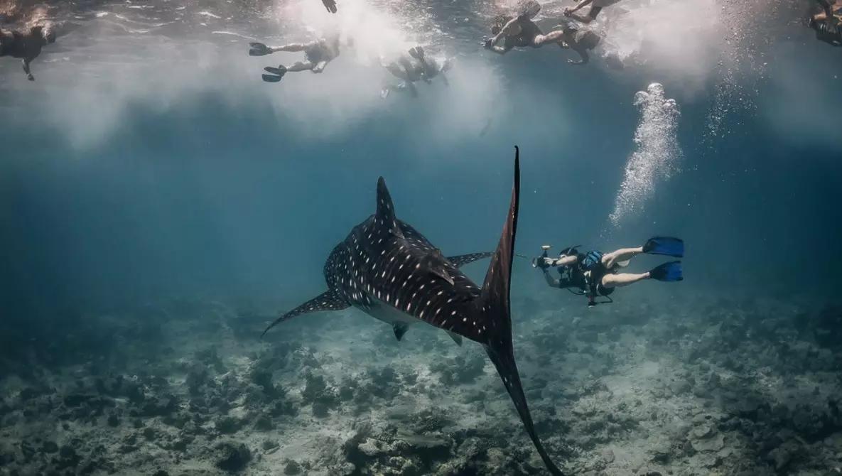 Whale Sharks fotografearje