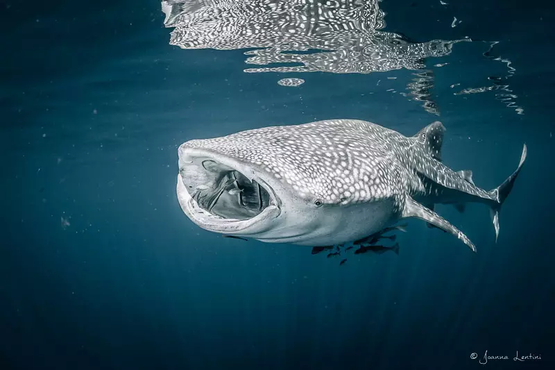 Whale Sharks fotografearje 7224_1