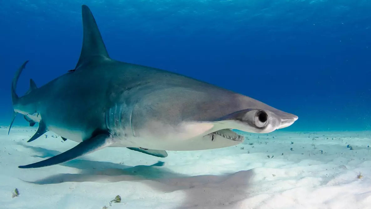 6 tipp a cápák biztonságos fényképezéséhez