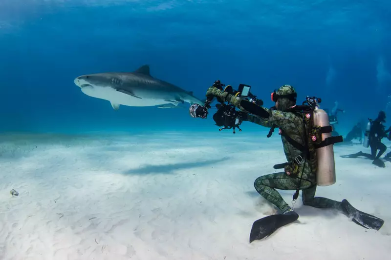 6 tipp a cápák biztonságos fényképezéséhez 7237_1
