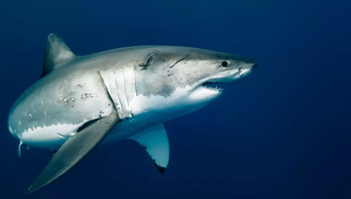 Dziewięć wskazówek dotyczących fotografowania żarłaczy białych
