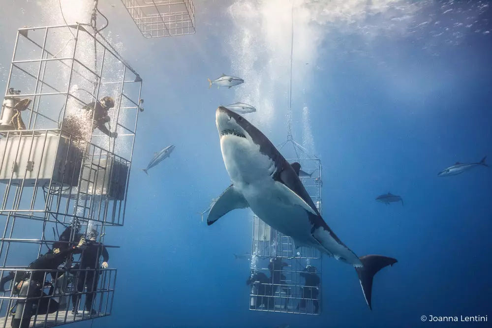 ग्रेट व्हाइट शार्क की तस्वीरें लेने के लिए नौ टिप्स 7255_1