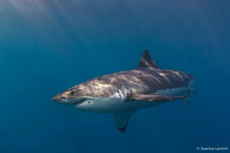 Девет съвета за снимане на големи бели акули 7255_2