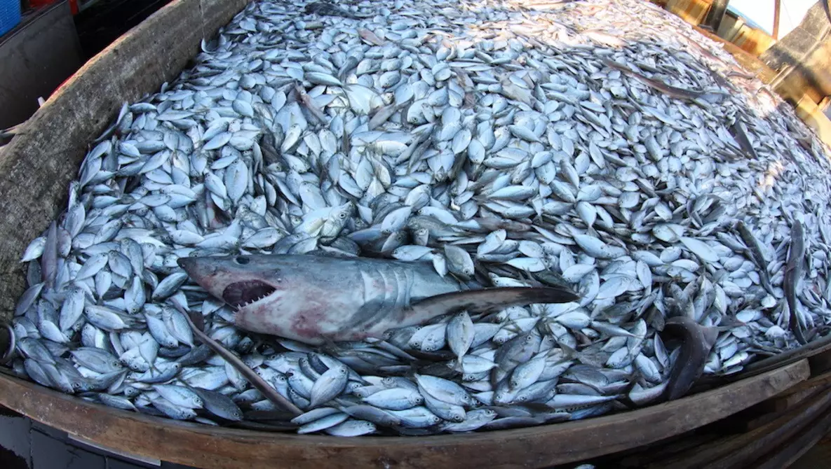 Un photographe partage des images choquantes que les pêcheurs commerciaux ne veulent pas que vous voyiez